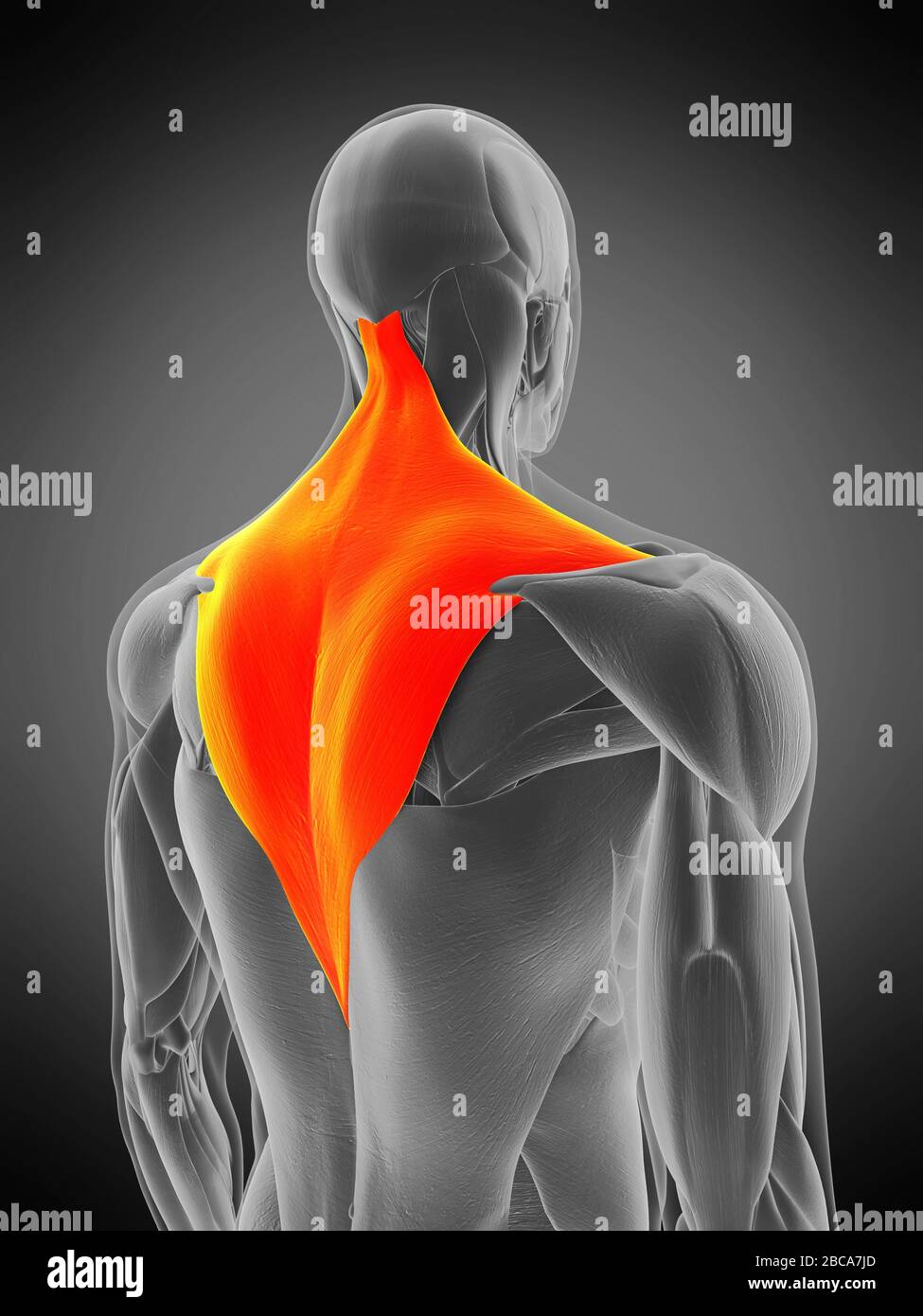 Trapezius muscle, illustration Stock Photo - Alamy