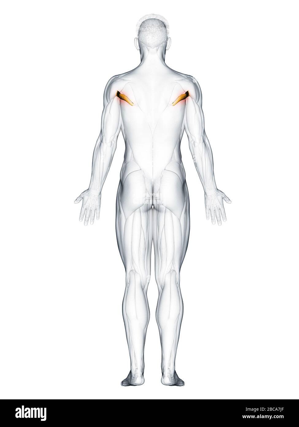 Teres major muscle, illustration Stock Photo - Alamy