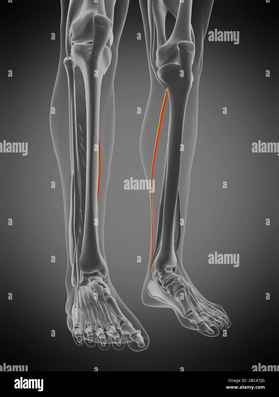 Plantaris muscle, illustration Stock Photo - Alamy
