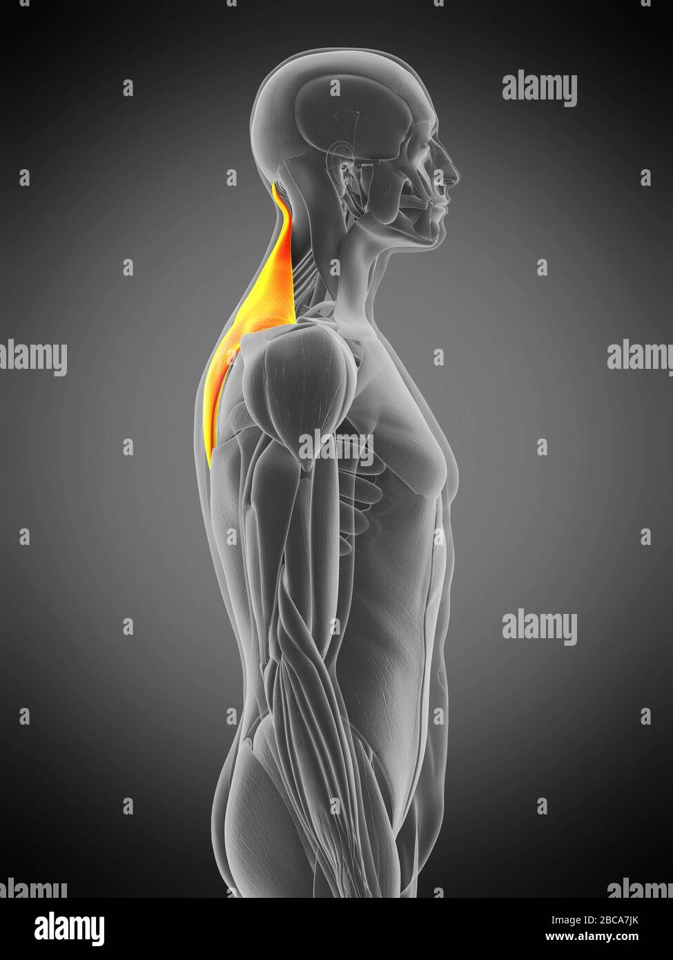 Trapezius muscle, illustration Stock Photo - Alamy