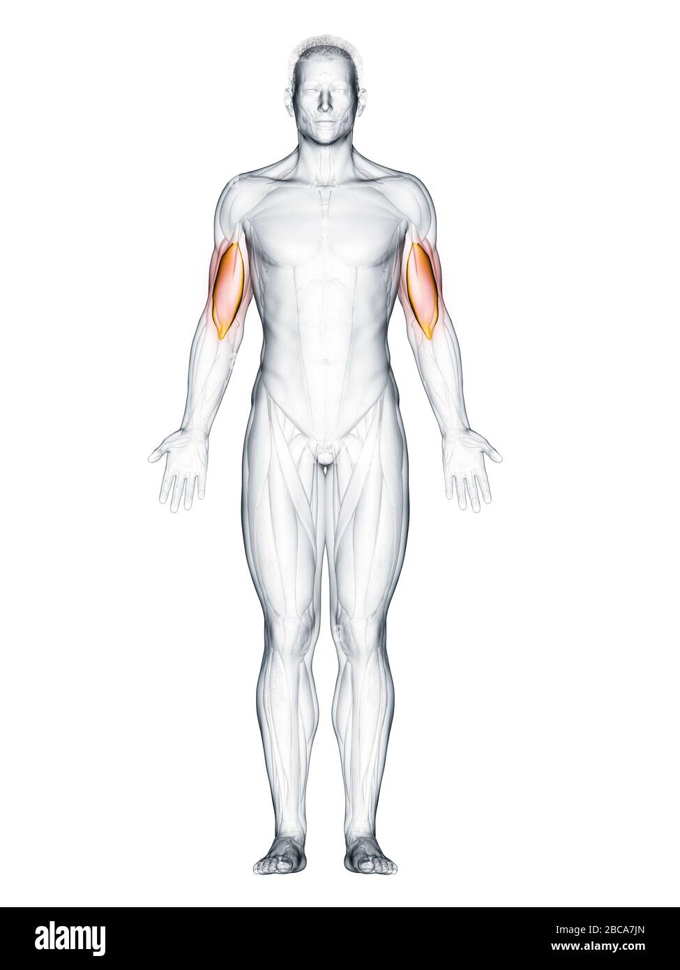 Brachialis muscle, illustration Stock Photo - Alamy