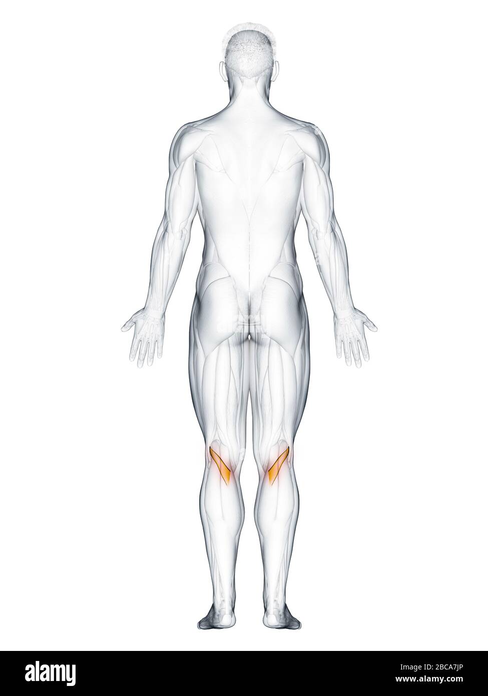 Popliteus muscle, illustration Stock Photo - Alamy