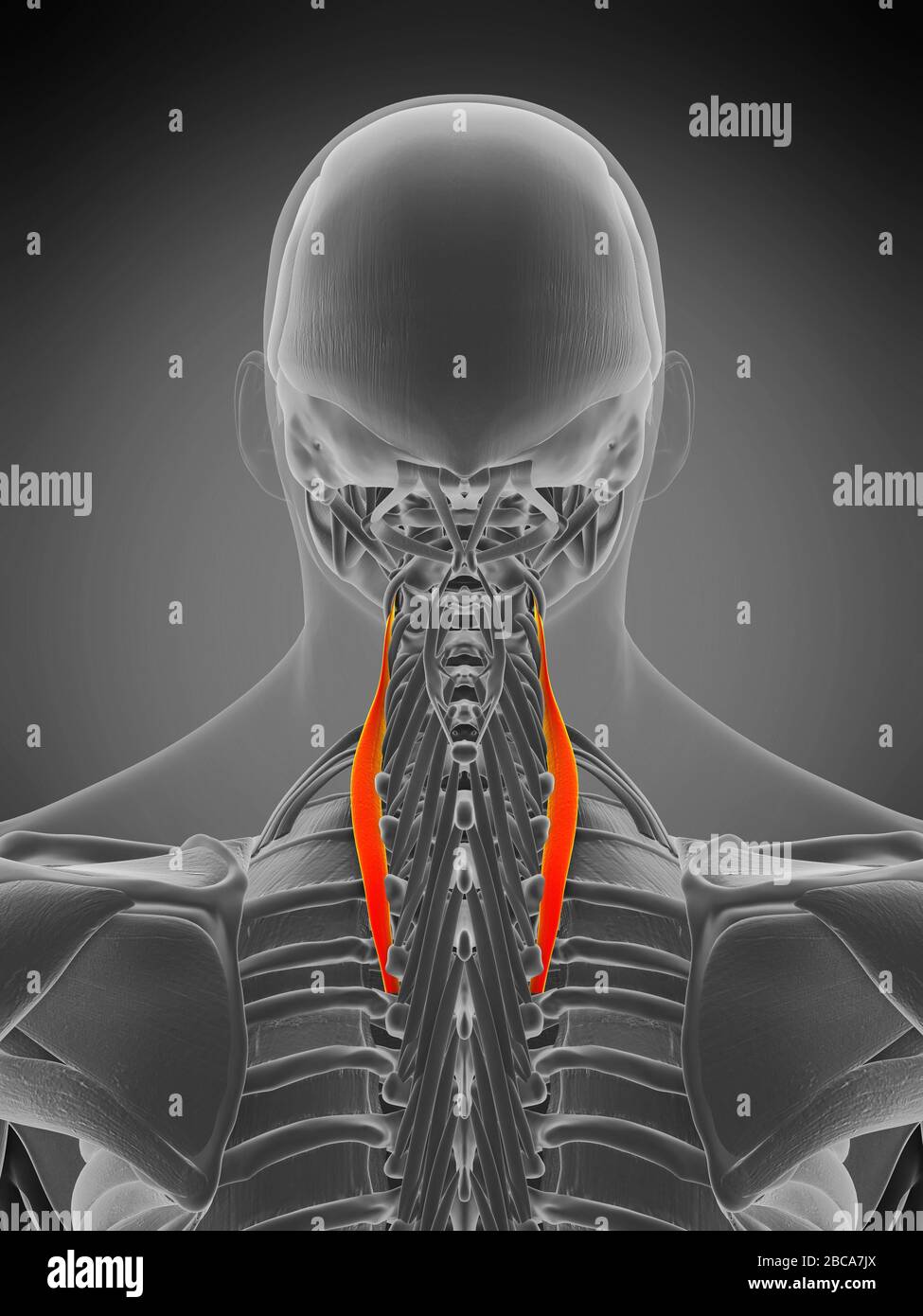 Longissimus Muscle High Resolution Stock Photography and Images - Alamy