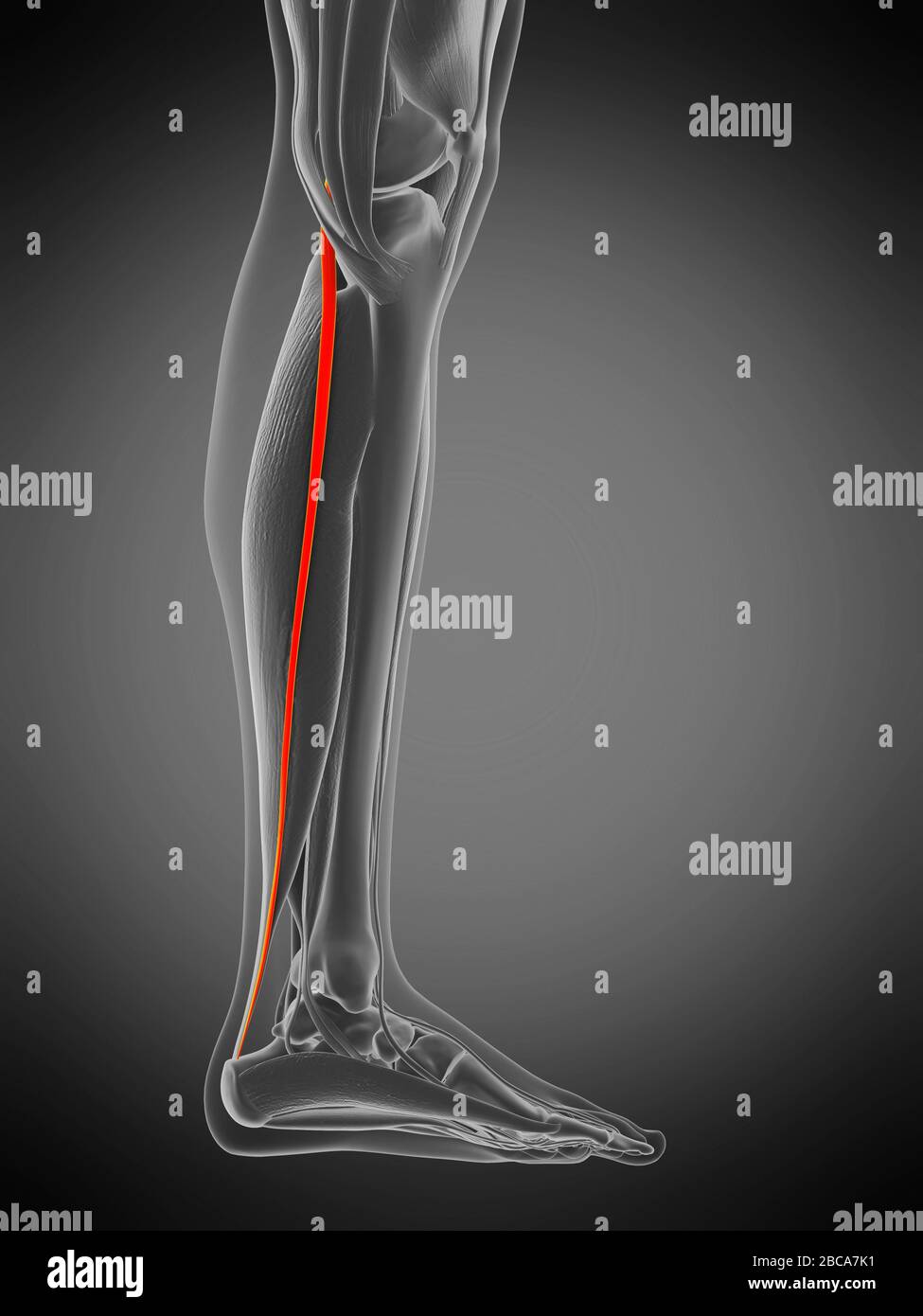 Plantaris muscle, illustration Stock Photo - Alamy