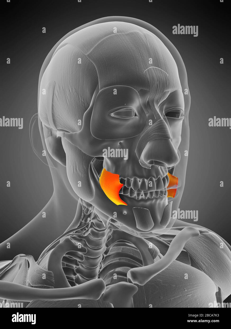 Buccinator muscle, illustration Stock Photo - Alamy
