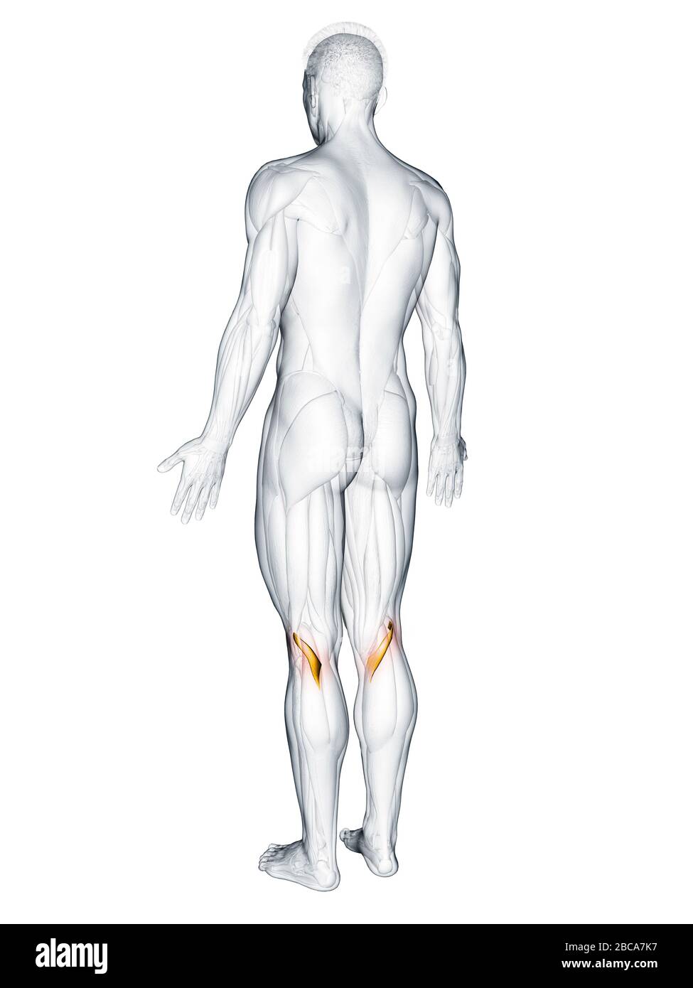 Popliteus Muscle Cat