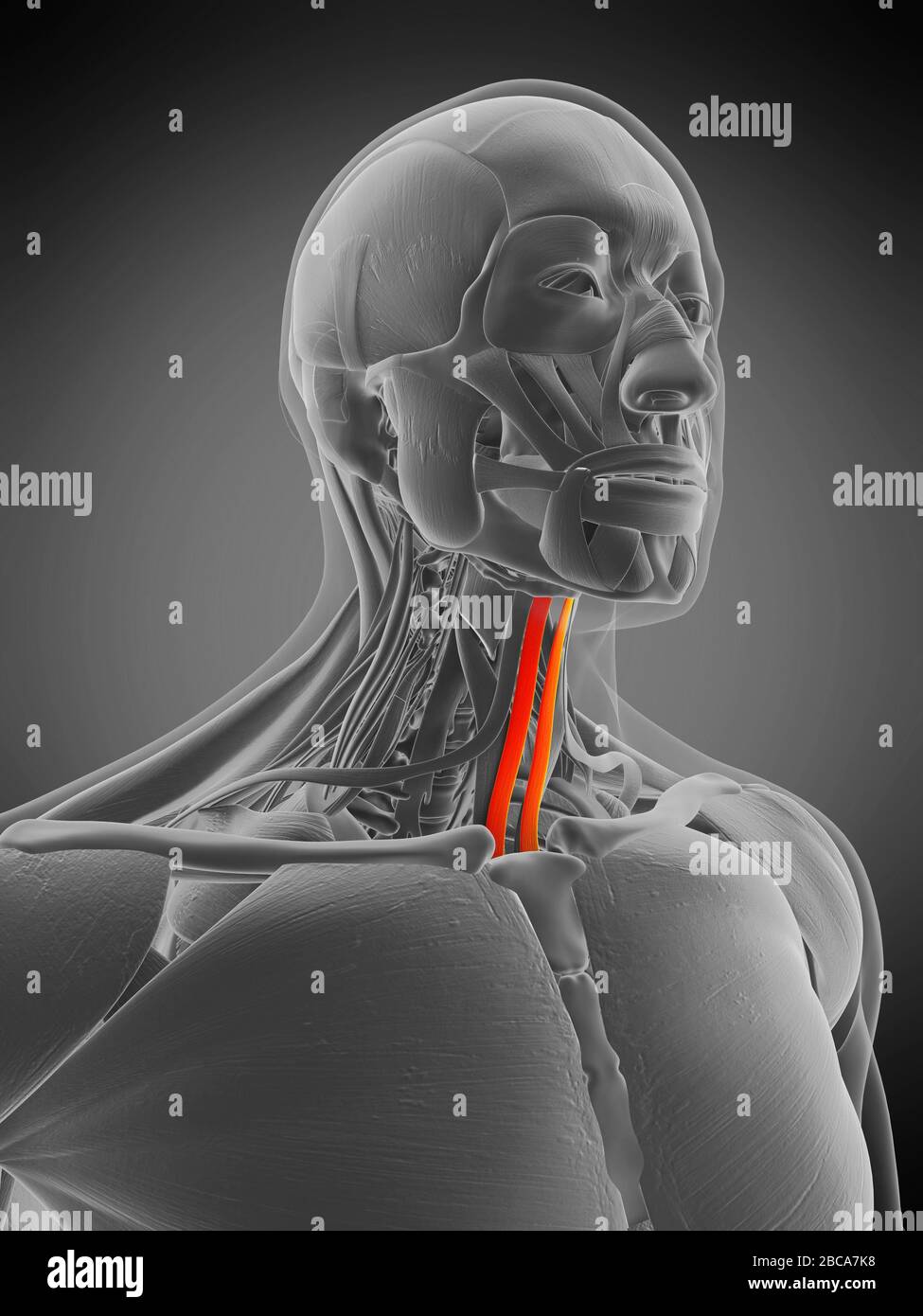 Sternohyoid High Resolution Stock Photography and Images - Alamy