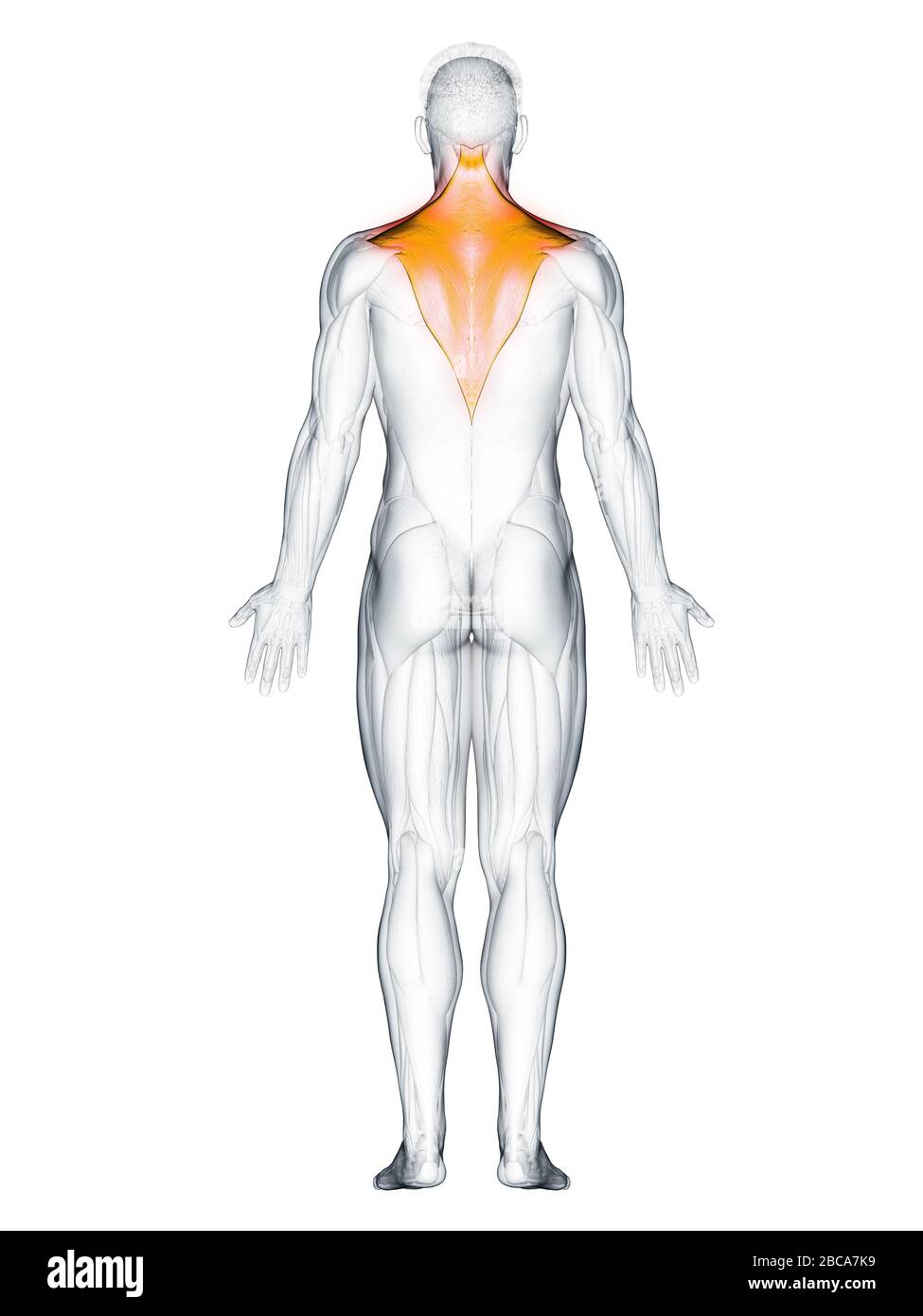 Trapezius muscle, illustration Stock Photo - Alamy