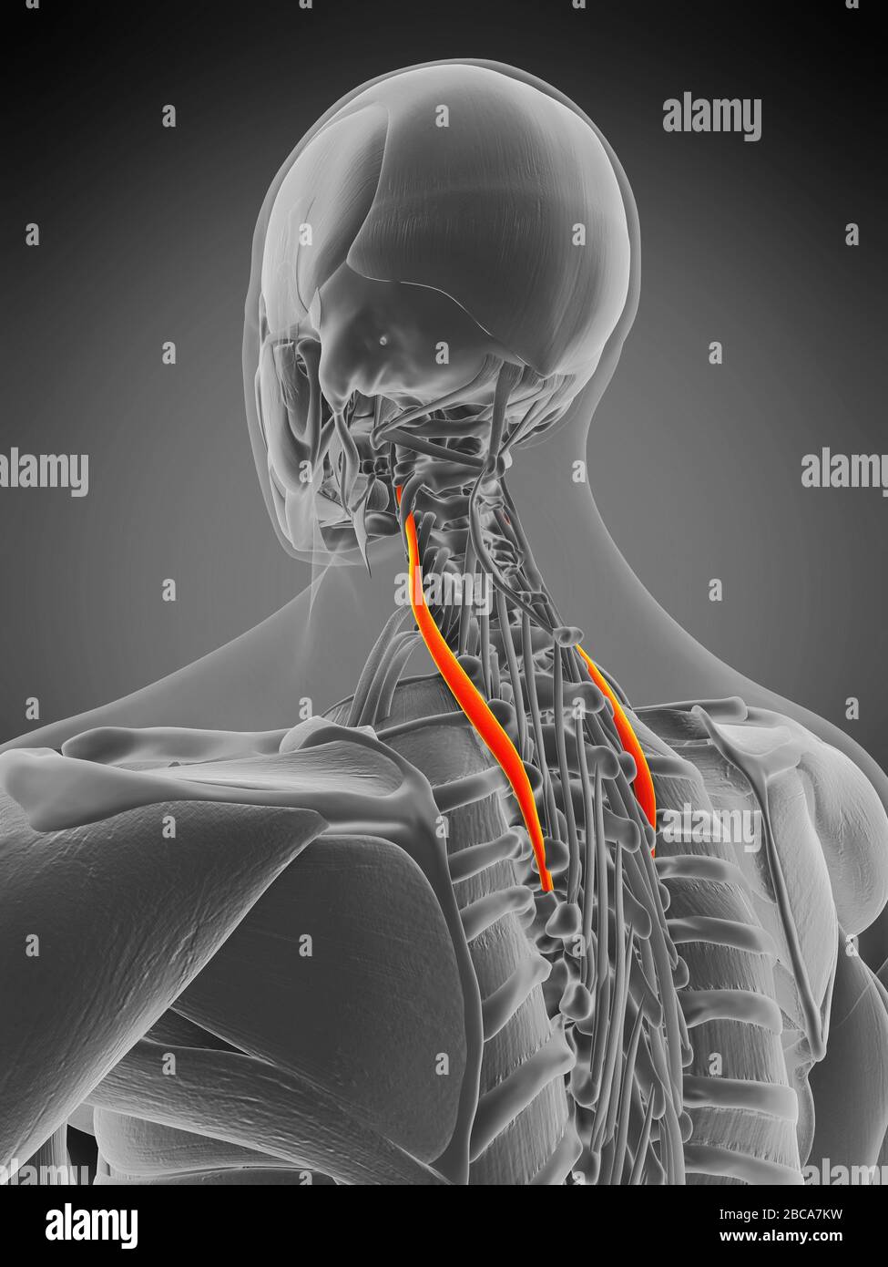 Longissimus Muscle High Resolution Stock Photography and Images - Alamy