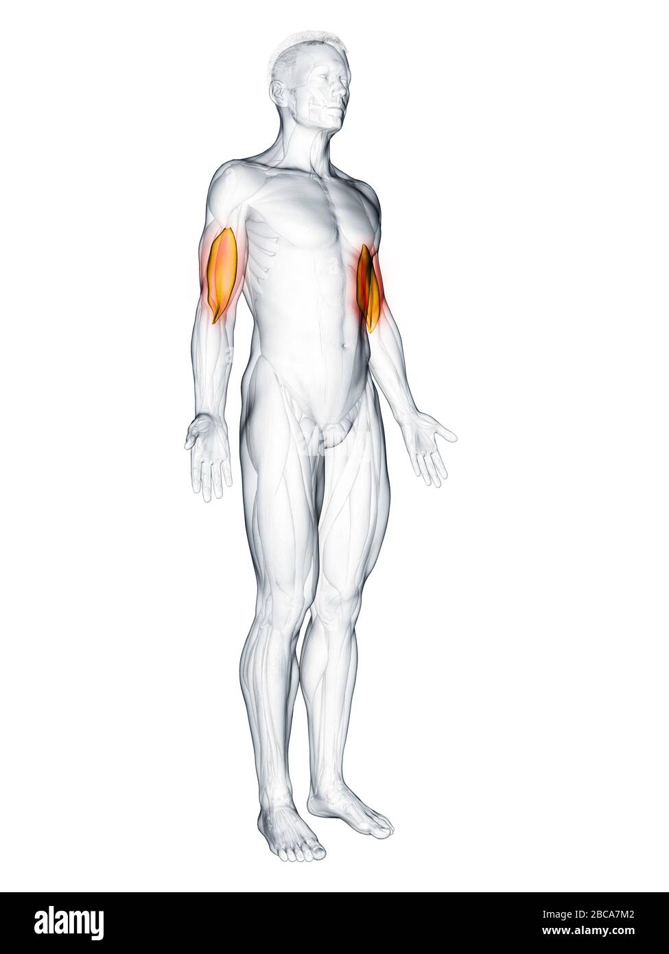 Brachialis hi-res stock photography and images - Alamy