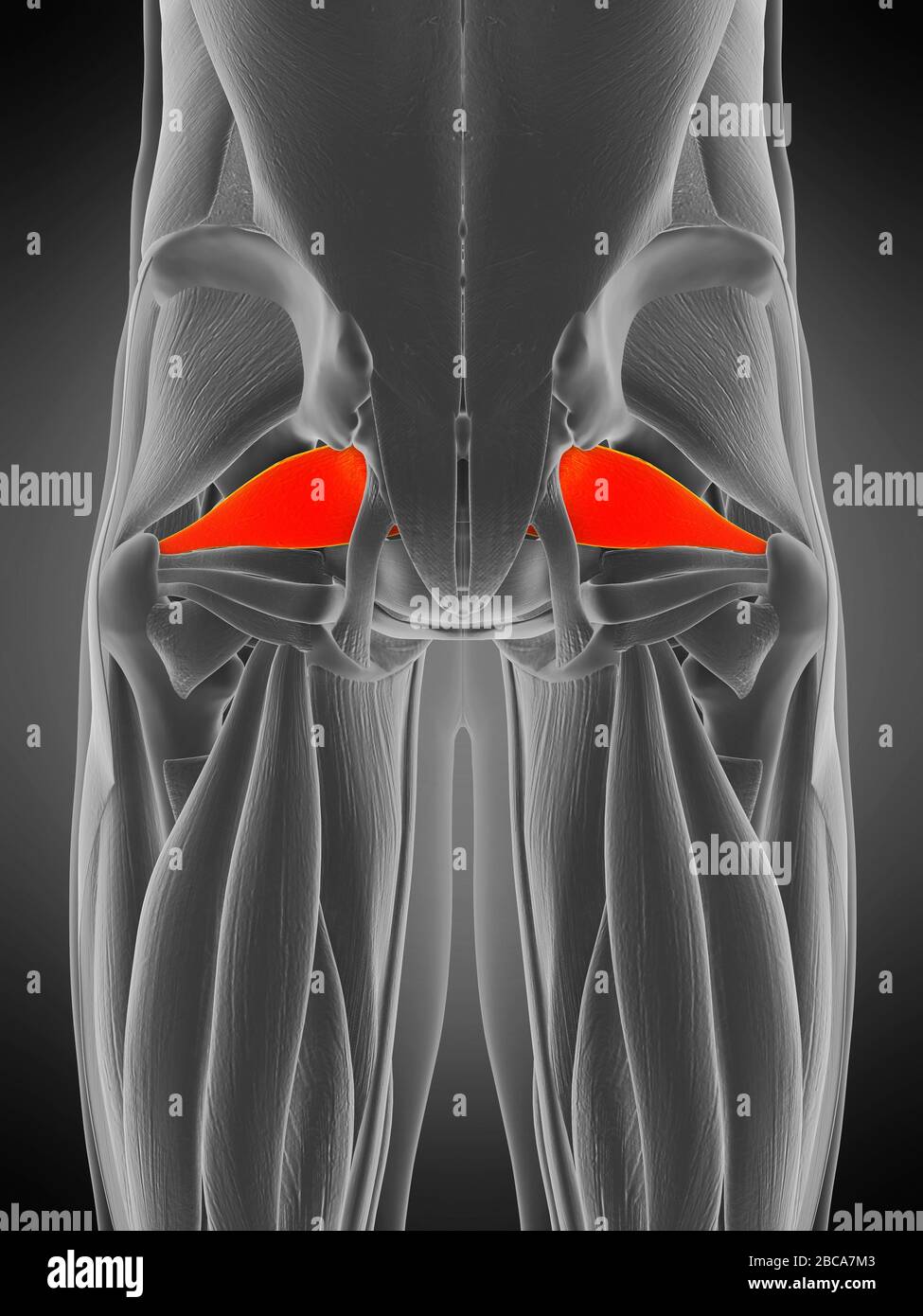 Piriformis muscle hi-res stock photography and images - Alamy