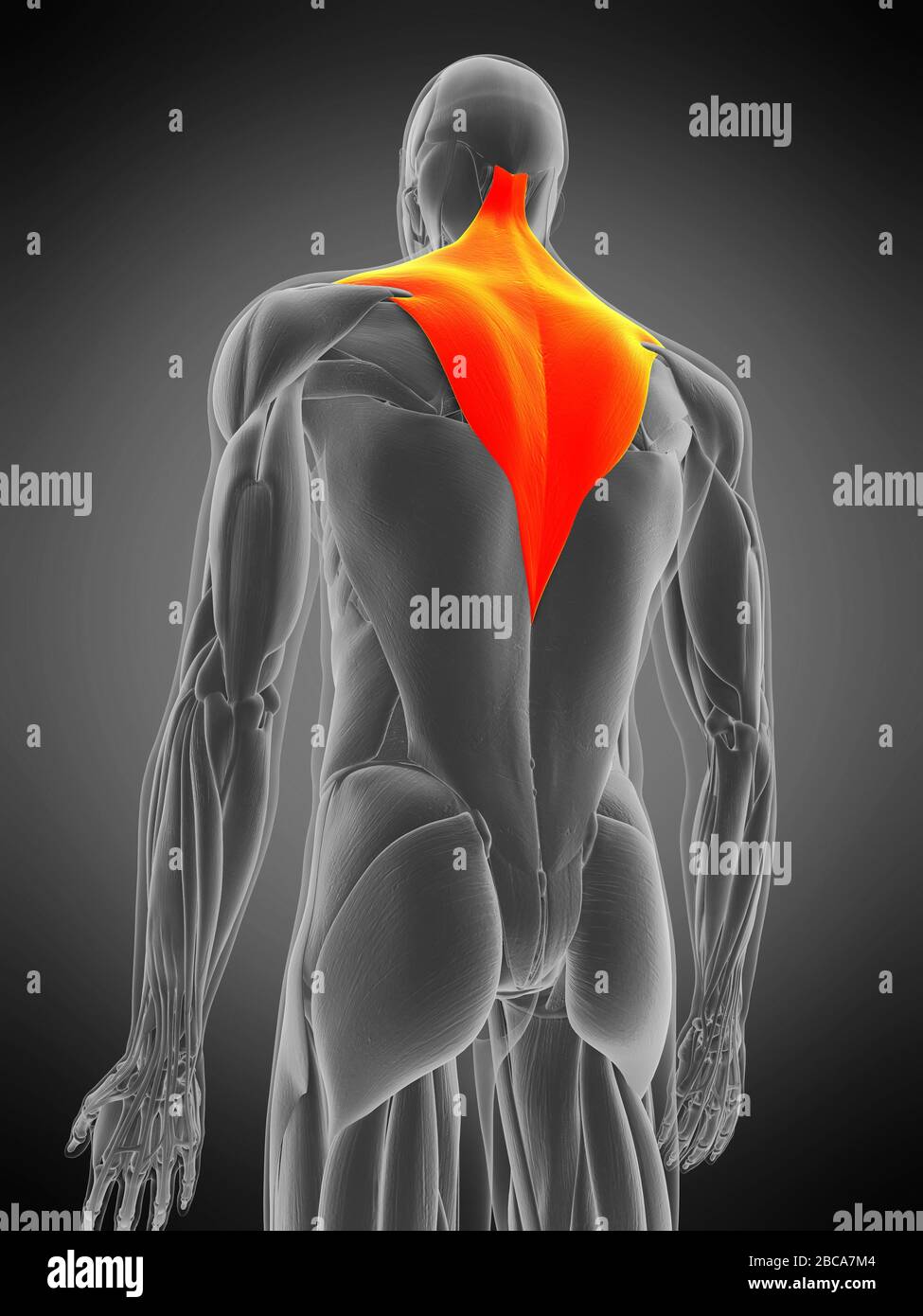 Illustration trapezius muscle hi-res stock photography and images - Alamy