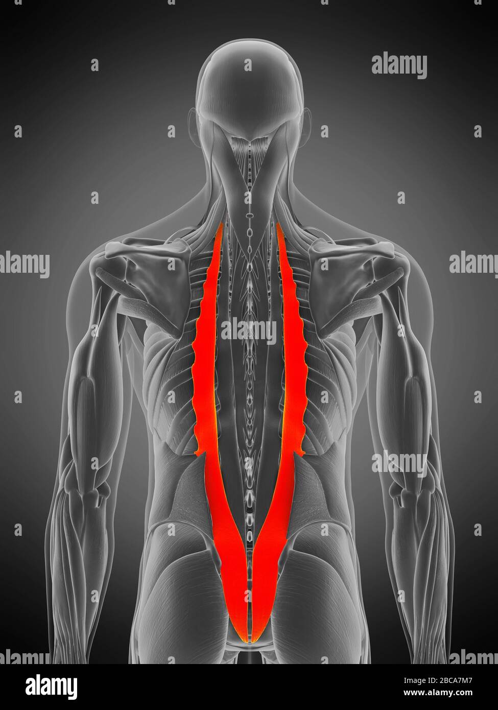 Iliocostalis muscle, illustration Stock Photo - Alamy