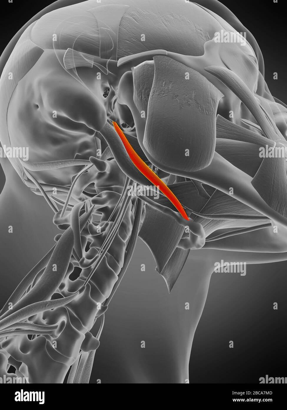 Stylohyoid muscle, illustration Stock Photo - Alamy
