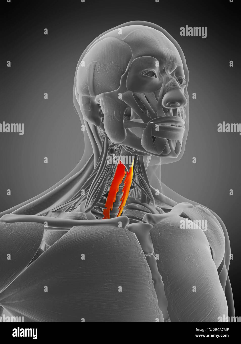 Longus colli muscle, illustration Stock Photo - Alamy
