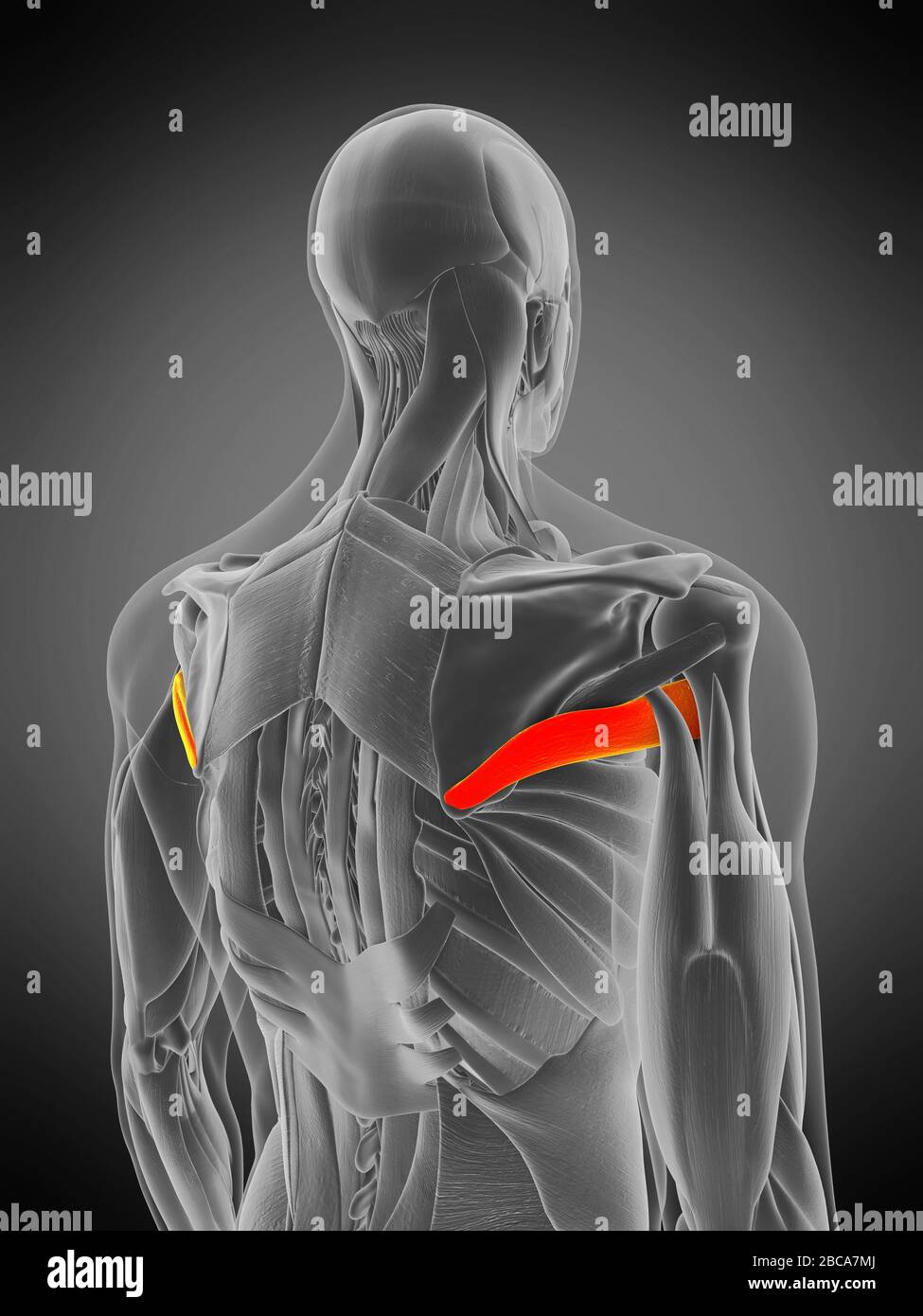 Teres Major Bodybuilder