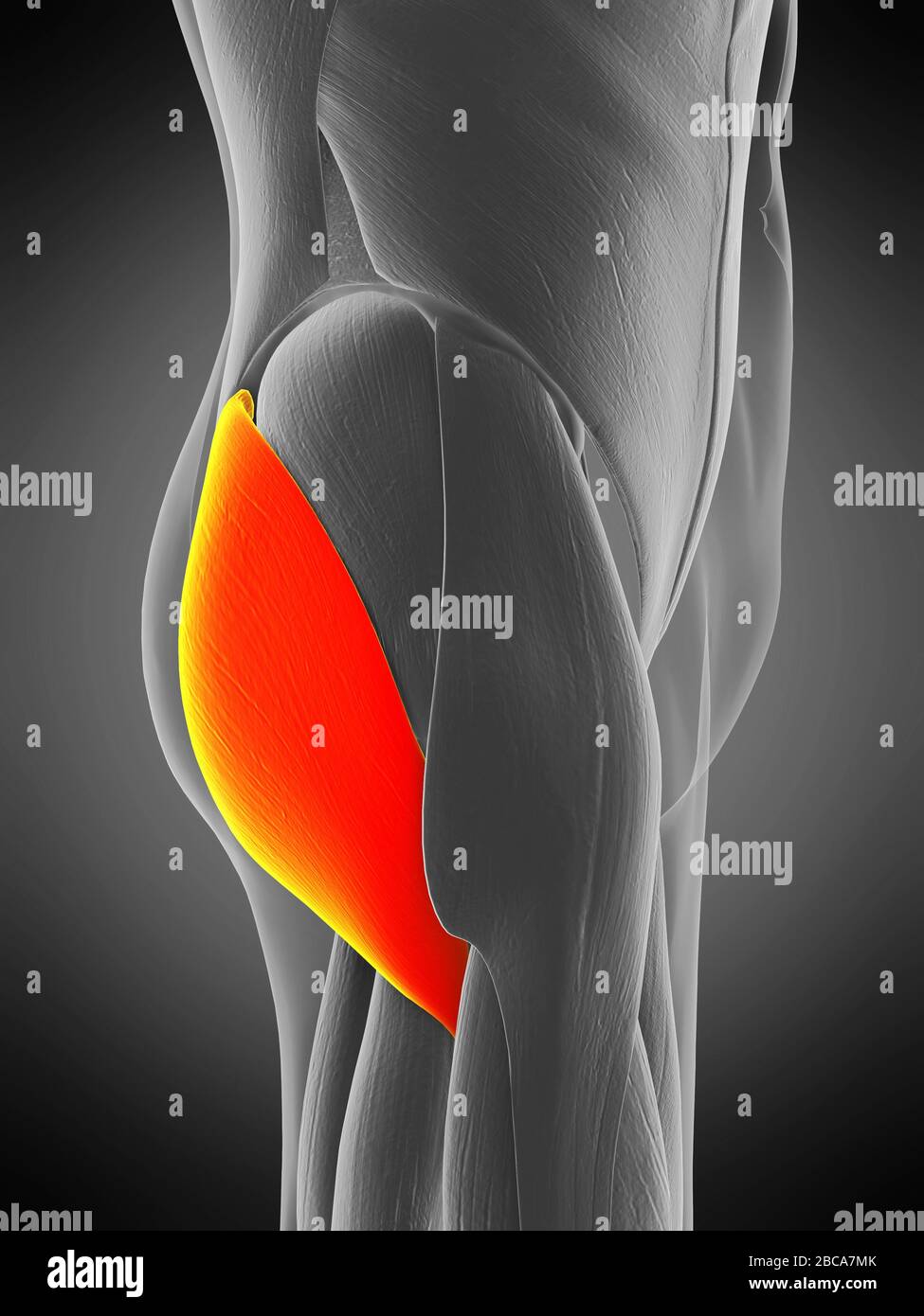 Gluteus maximus muscle, illustration Stock Photo - Alamy