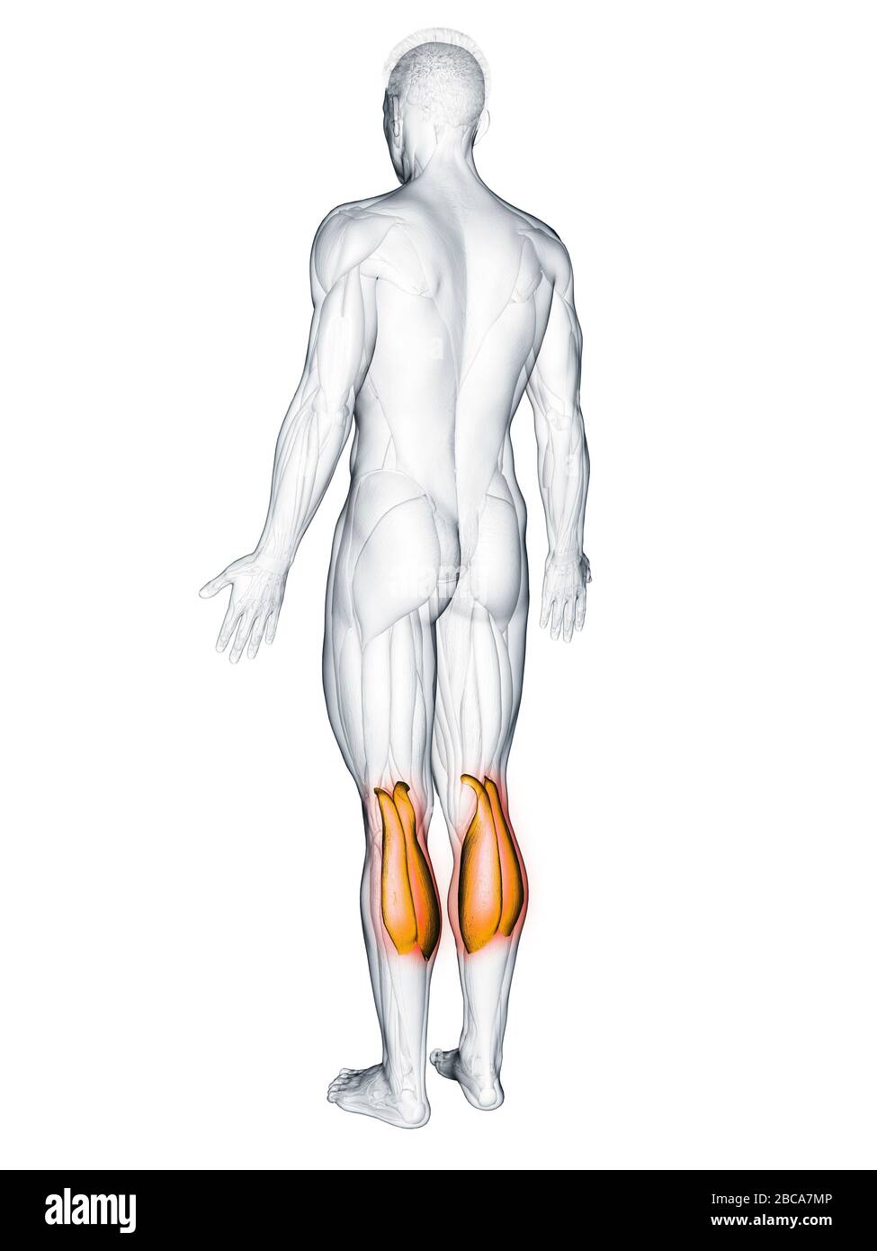 Gastrocnemius High Resolution Stock Photography and Images - Alamy