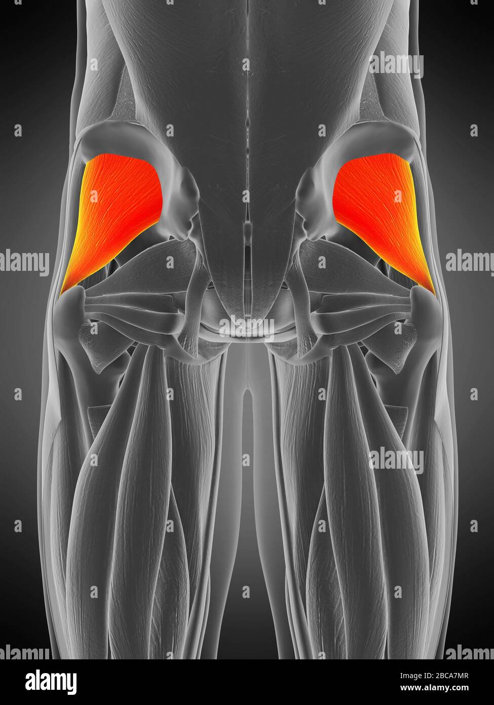 Gluteus Maximus Drawing