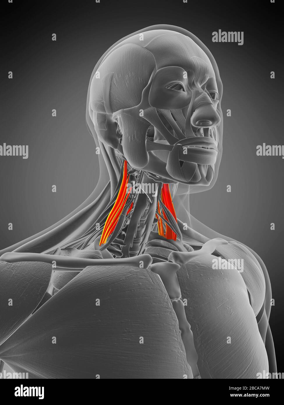 Middle scalene muscle hi-res stock photography and images - Alamy