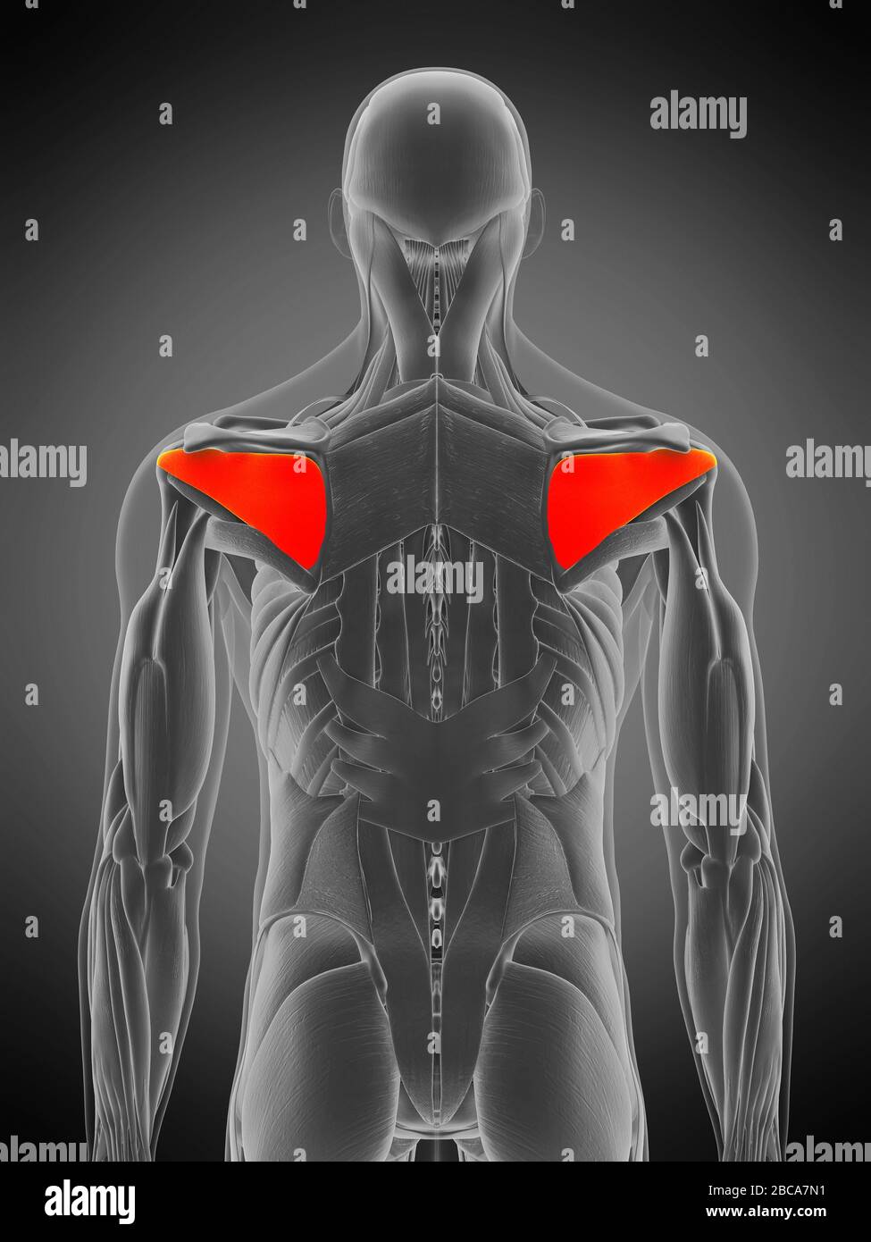 Infraspinatus tendon hi-res stock photography and images - Alamy