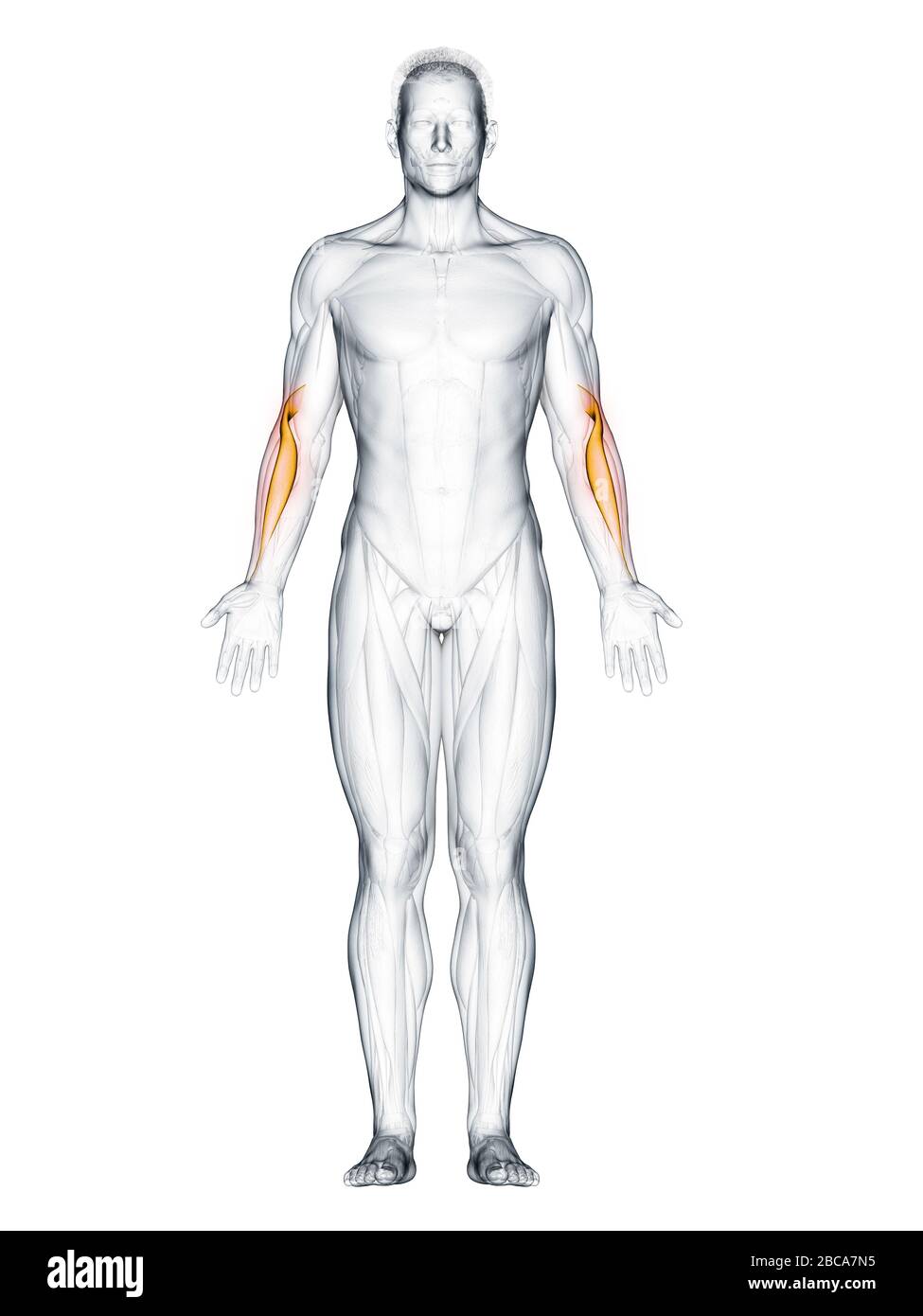 Brachioradialis muscle hi-res stock photography and images - Alamy