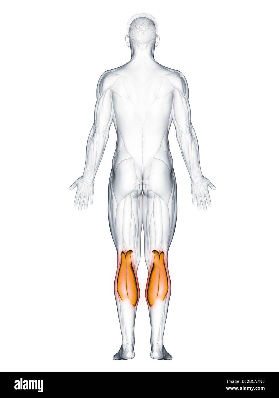 Gastrocnemius hi-res stock photography and images - Alamy