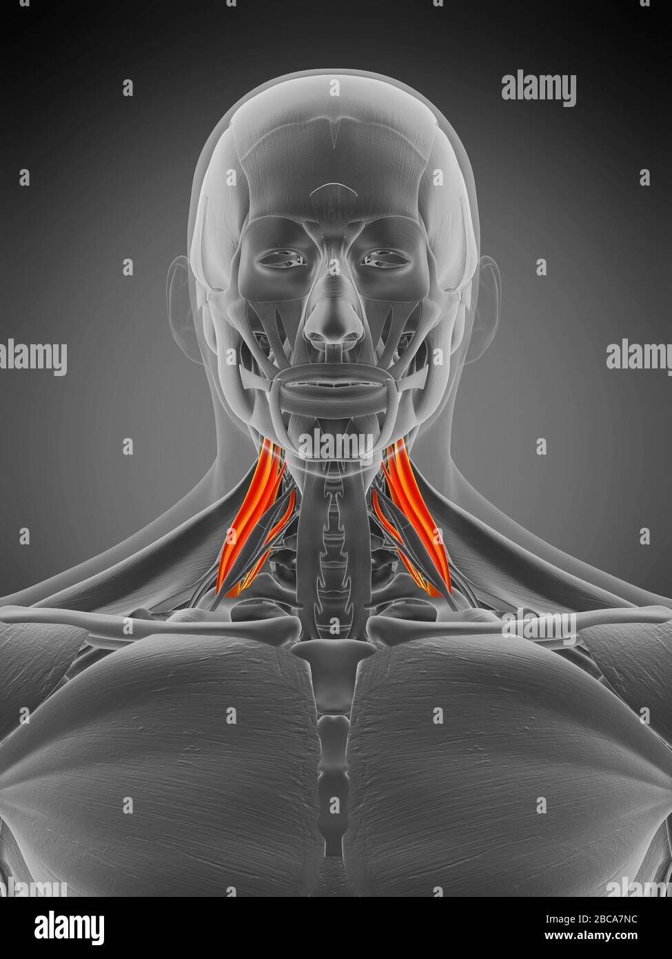 Scalene middle muscle, illustration Stock Photo - Alamy