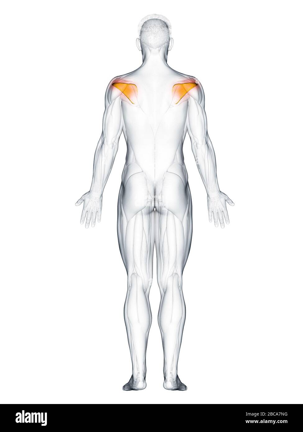 Infraspinatus muscle, illustration Stock Photo - Alamy