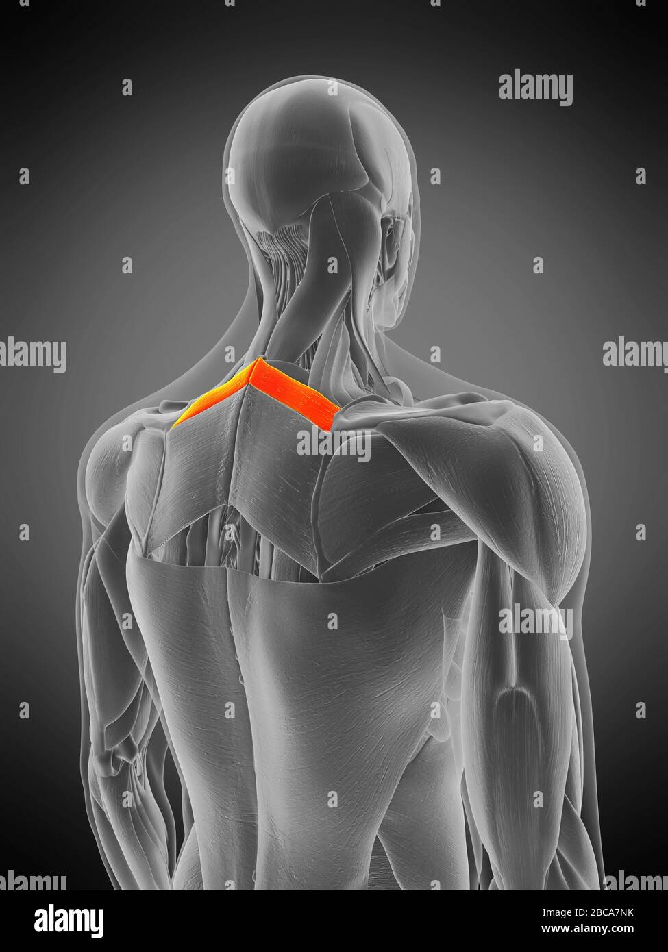 Rhomboid minor muscle, illustration Stock Photo - Alamy