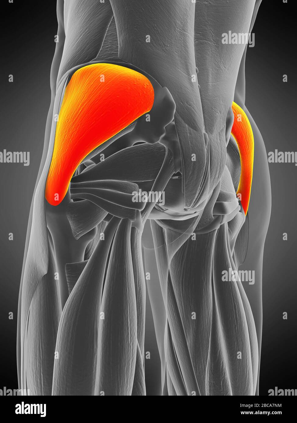 Gluteus medius muscle, illustration Stock Photo - Alamy