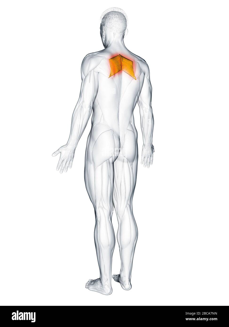 Rhomboid major muscle, illustration Stock Photo - Alamy