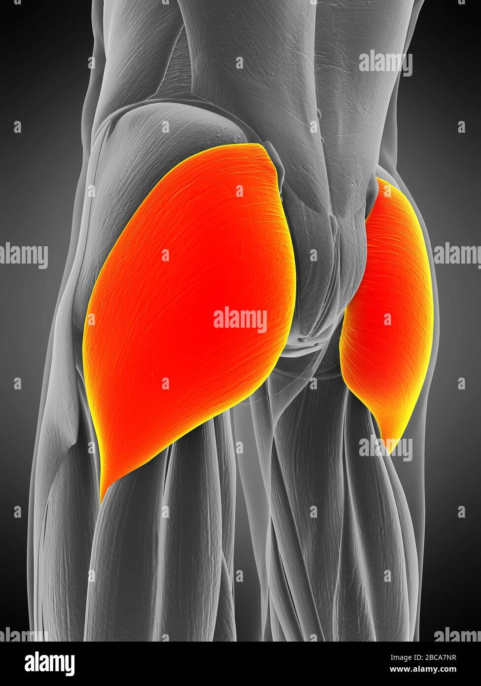 Gluteus maximus muscle, illustration Stock Photo - Alamy