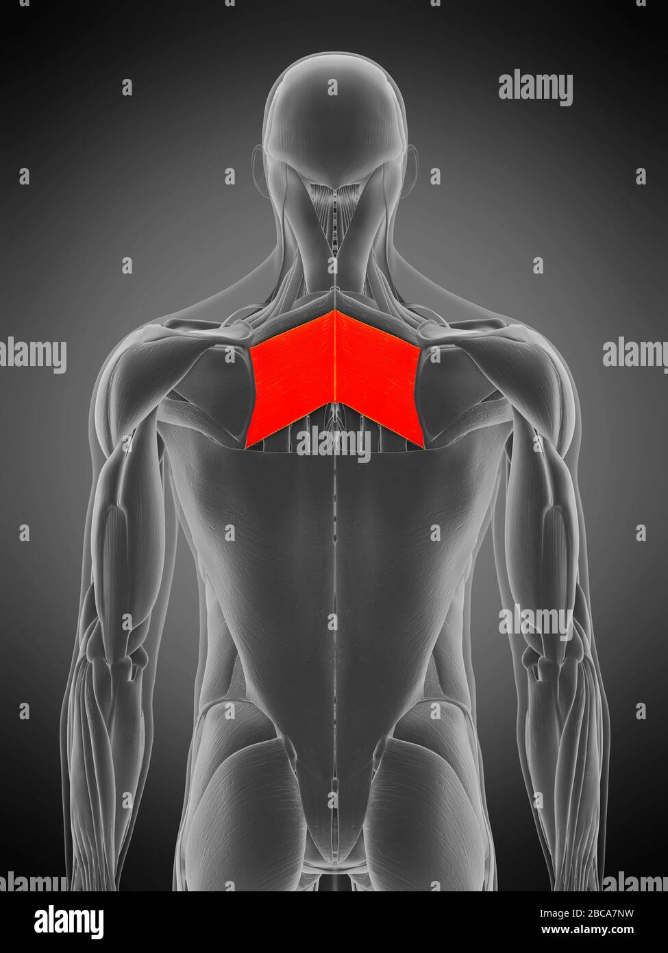 Rhomboid major muscle hi-res stock photography and images - Alamy