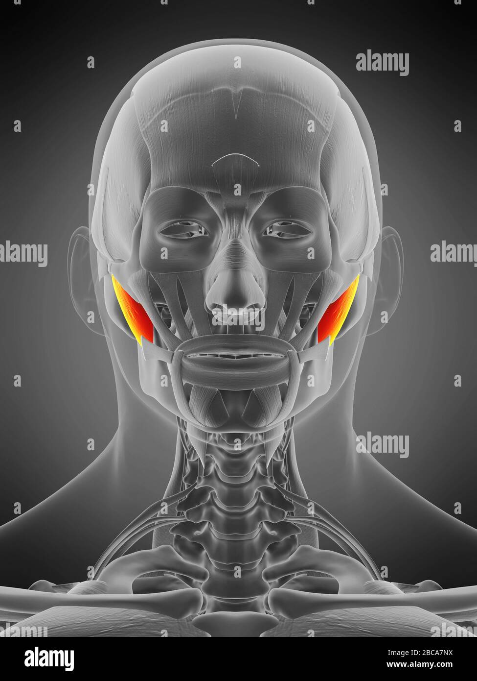 Masseter deep muscle, illustration Stock Photo - Alamy