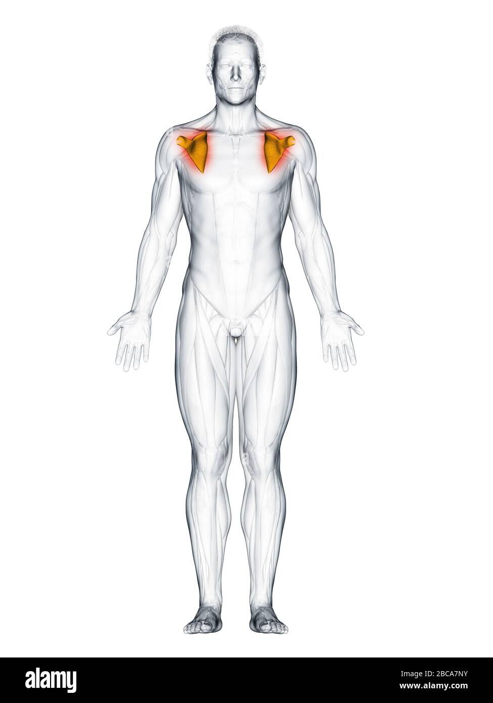 Subscapularis muscle, illustration Stock Photo - Alamy