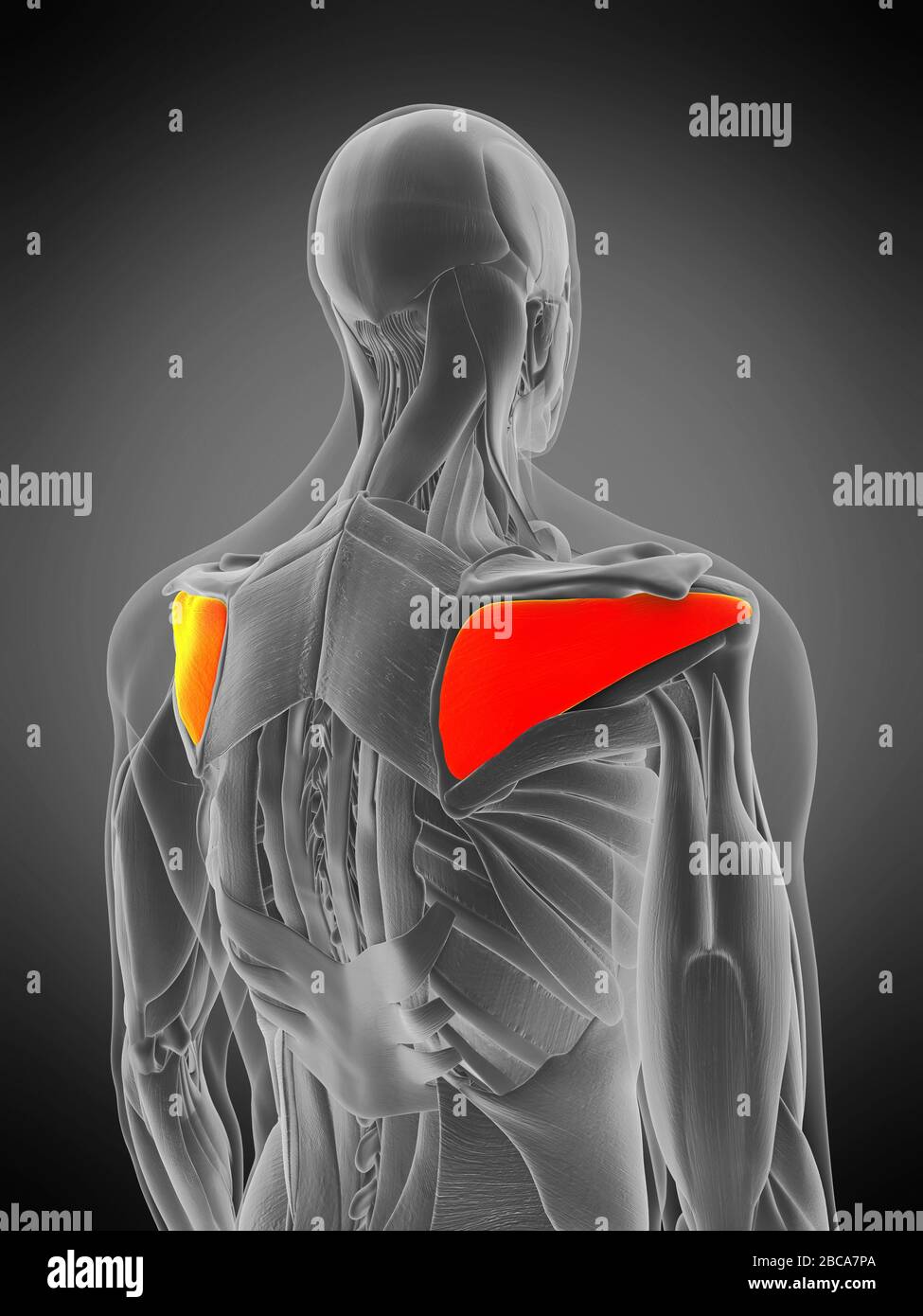 Infraspinatus tendon hi-res stock photography and images - Alamy