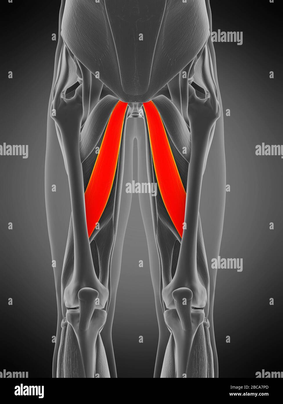 Adductor longus muscle, illustration Stock Photo - Alamy