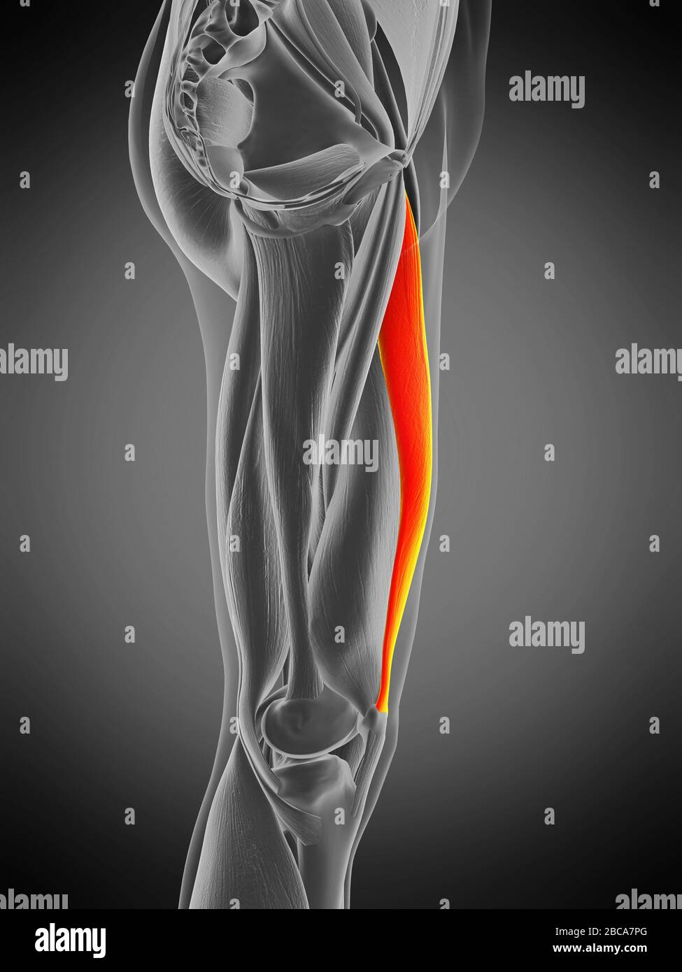 Rectus femoris muscle hi-res stock photography and images - Alamy