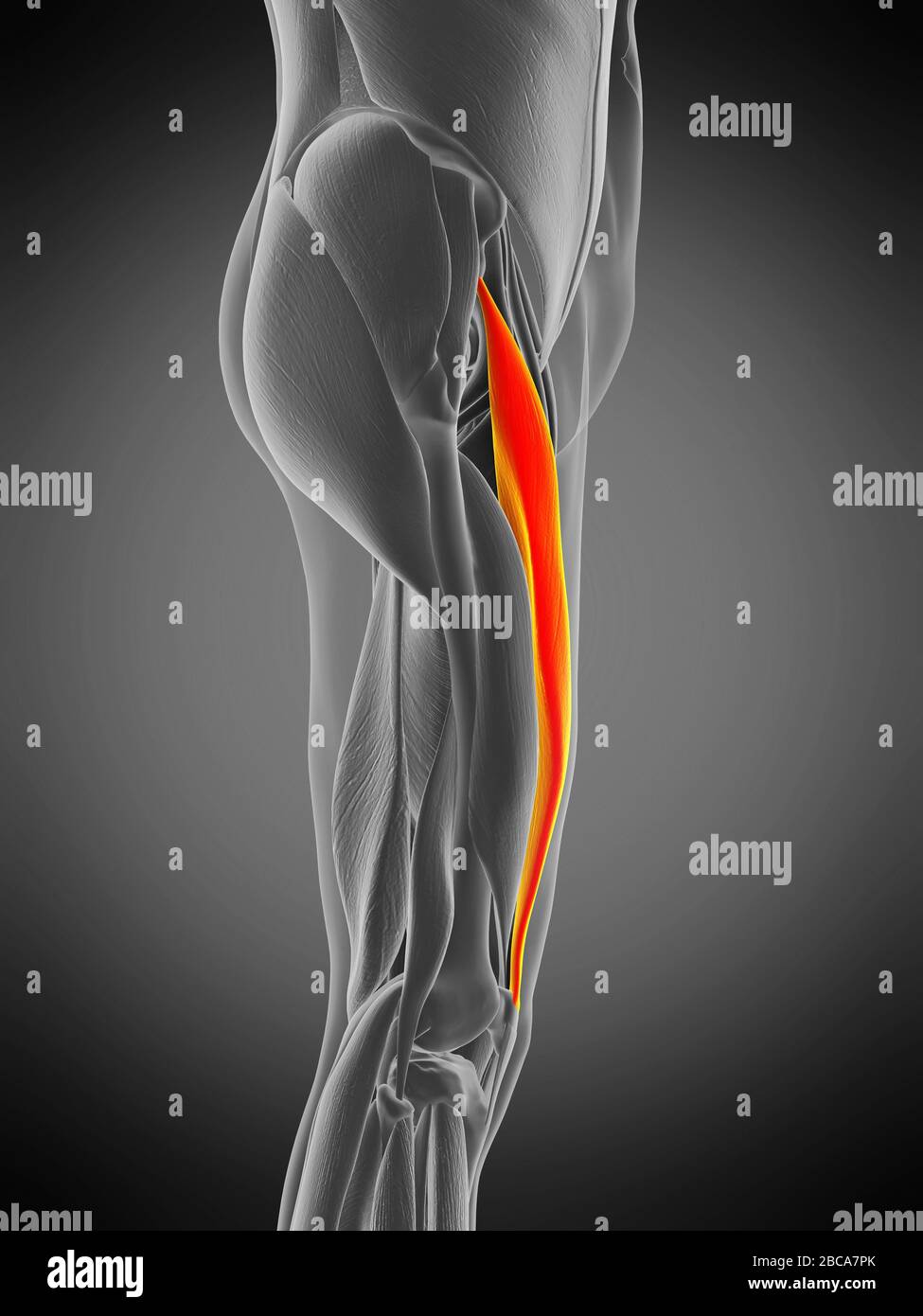 Rectus femoris muscle hi-res stock photography and images - Alamy