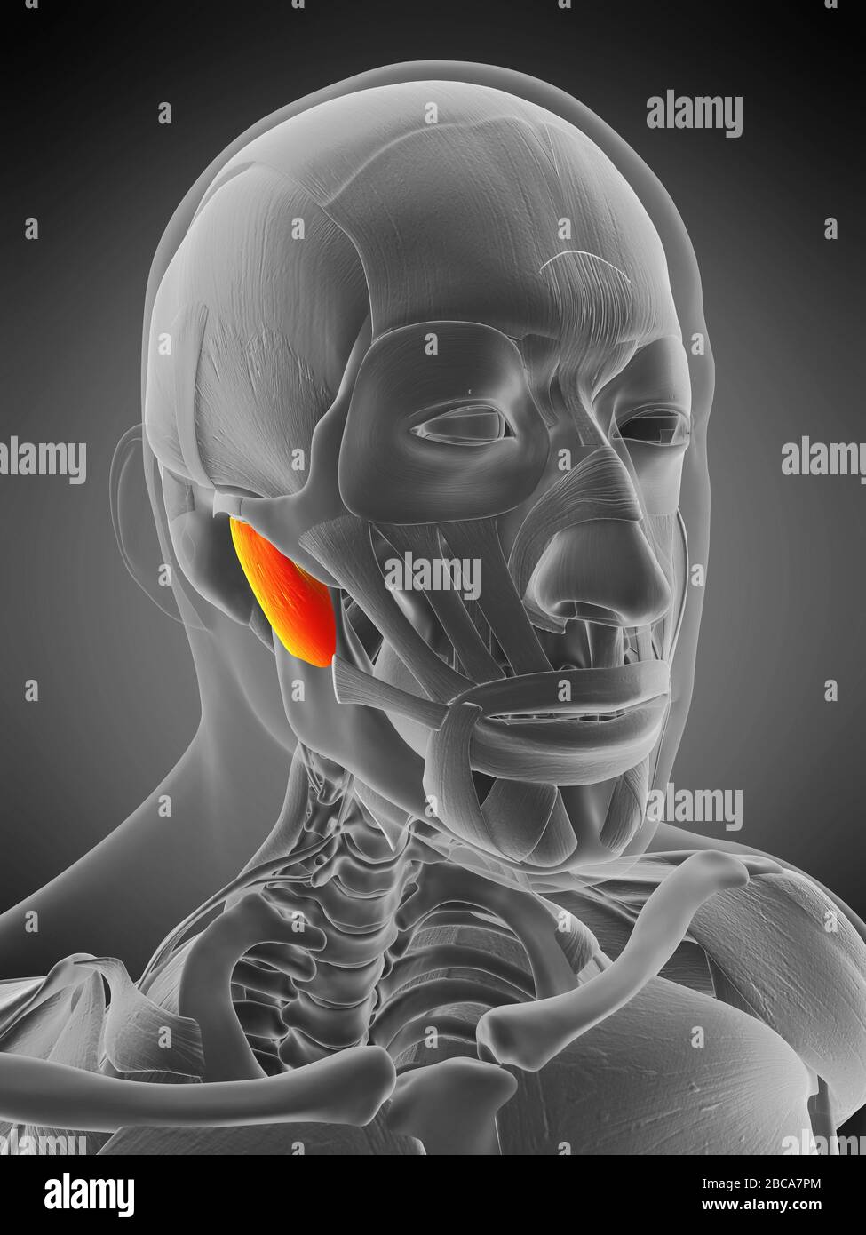 Masseter deep muscle hi-res stock photography and images - Alamy