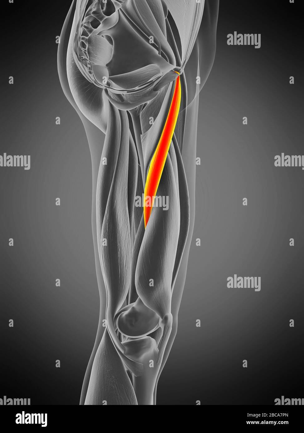 Adductor longus muscle, illustration Stock Photo - Alamy