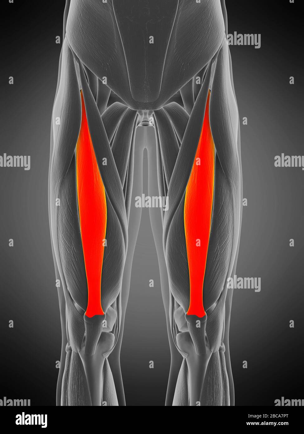 Rectus femoris muscle, illustration Stock Photo - Alamy
