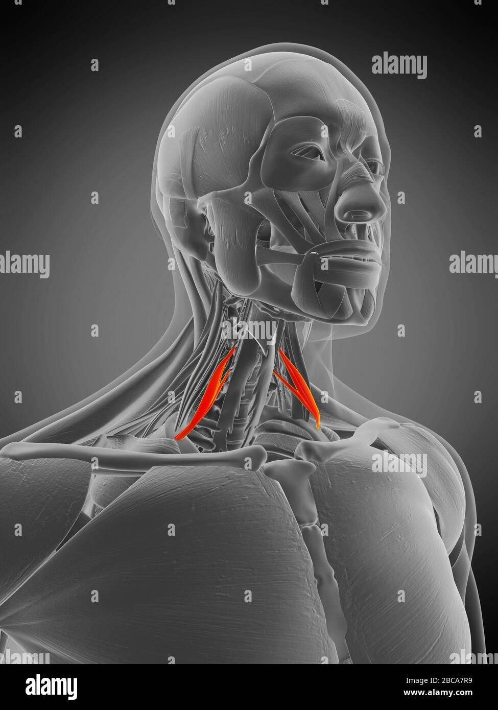 Scalene Muscle High Resolution Stock Photography and Images - Alamy