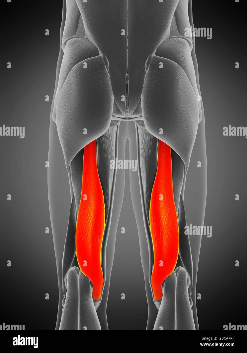 Semimembranosus muscle hi-res stock photography and images - Alamy