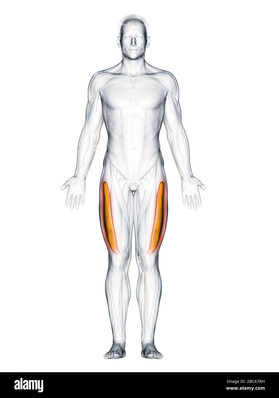 Vastus lateralis muscle hi-res stock photography and images - Alamy