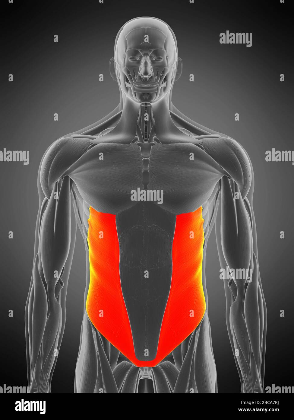 External oblique muscle, illustration Stock Photo - Alamy