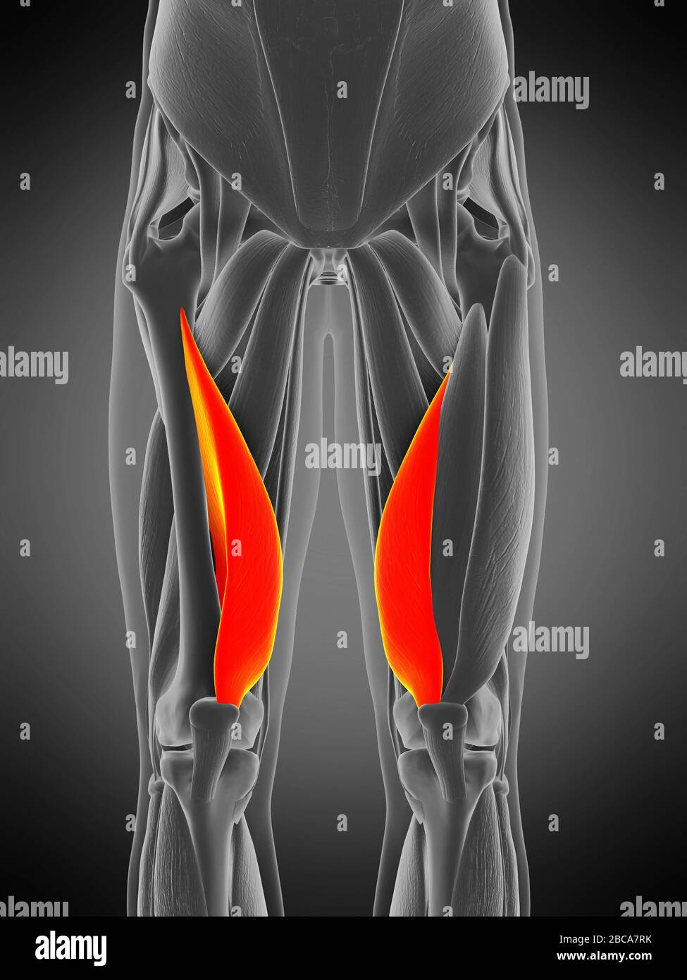 Vastus medialis muscle, illustration Stock Photo - Alamy