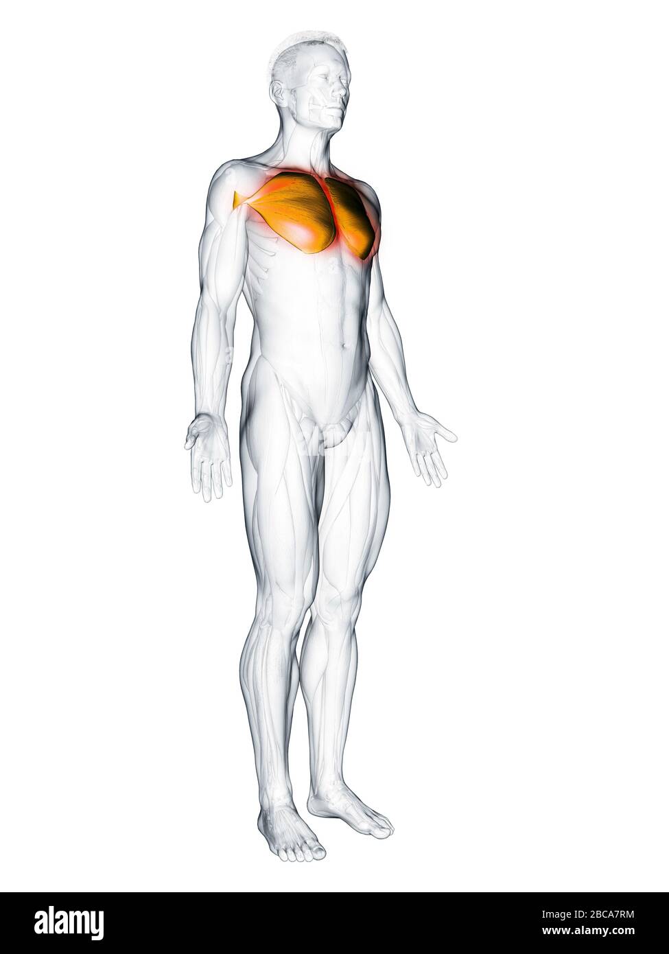 Pectoralis major muscle, illustration Stock Photo - Alamy