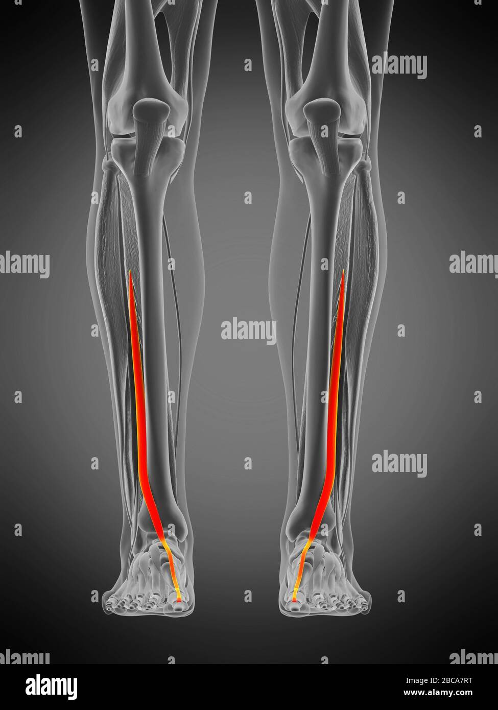 Hallucis longus muscle hi-res stock photography and images - Alamy